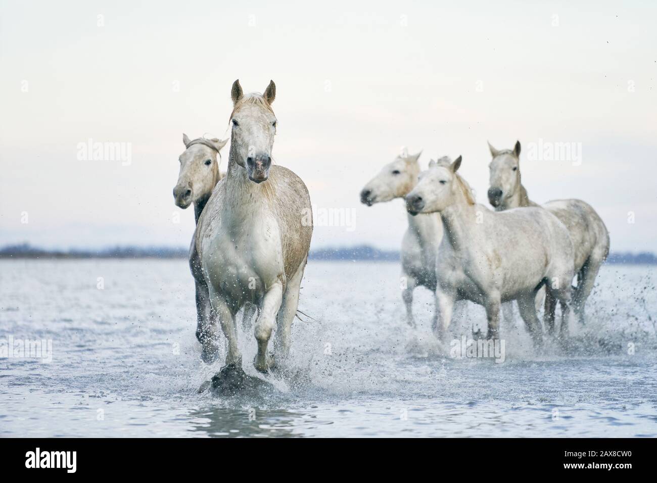 White horse running in water hi-res stock photography and images - Alamy