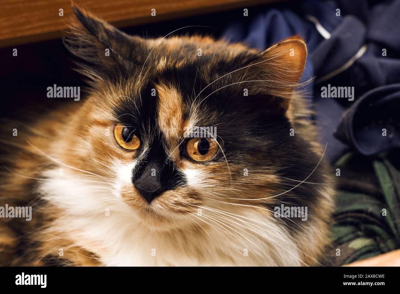 Three-colored cat with yellow eyes close-up Stock Photo - Alamy