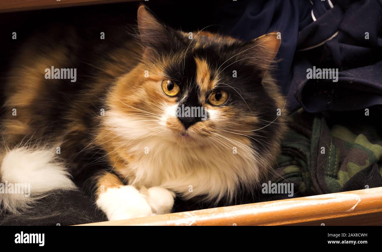 Three-colored cat with yellow eyes close-up Stock Photo - Alamy