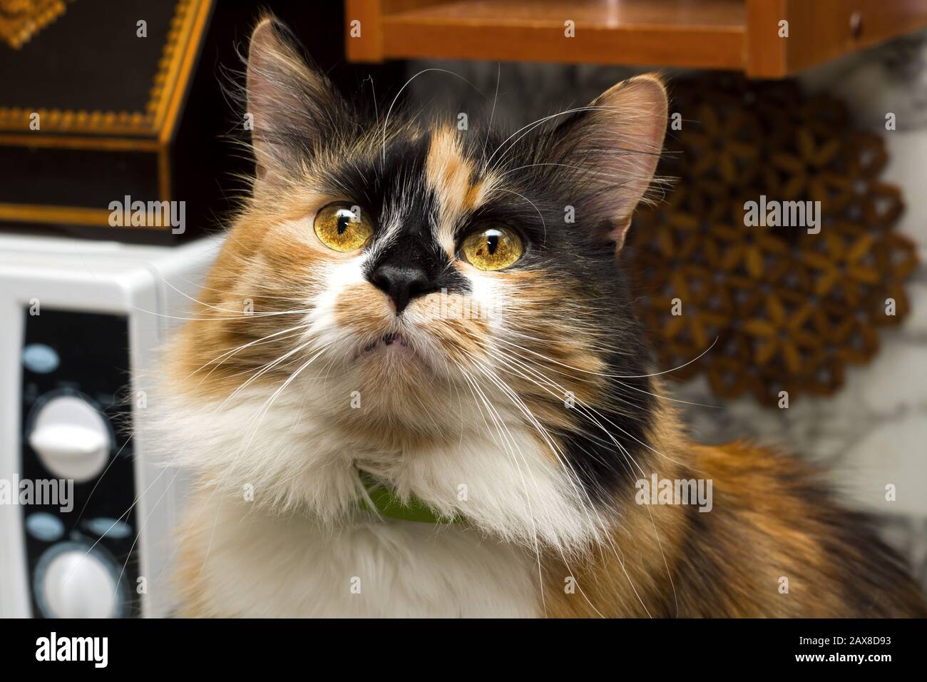 Three-colored cat with yellow eyes close-up Stock Photo - Alamy