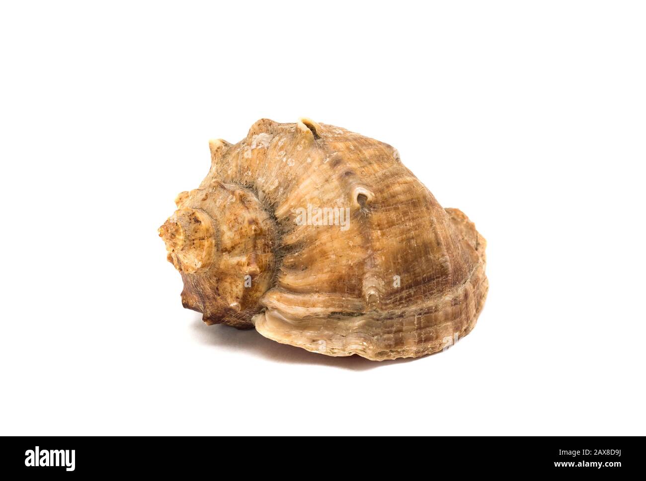 Red seashell on white background Stock Photo - Alamy