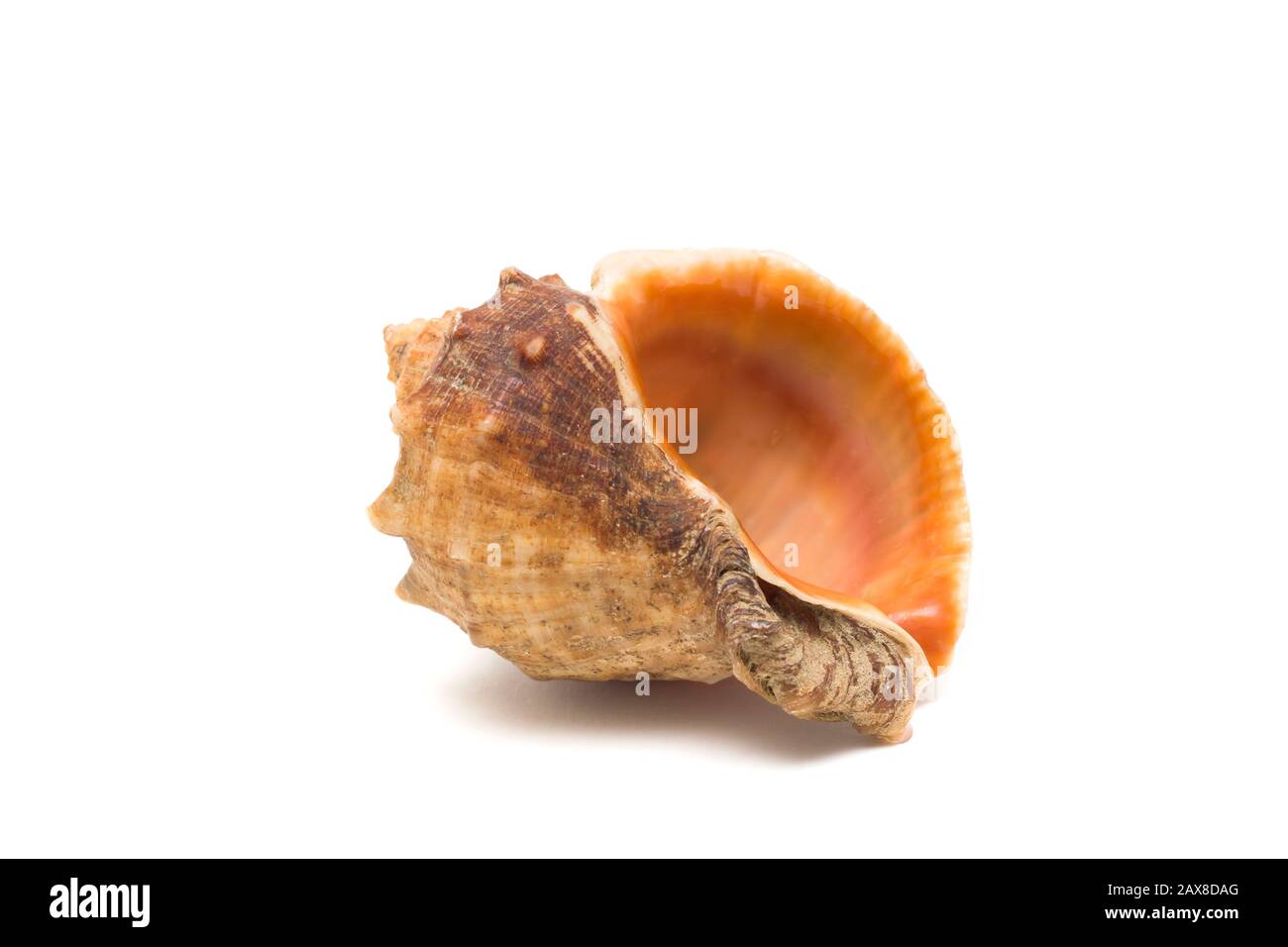 Red seashell on white background Stock Photo - Alamy