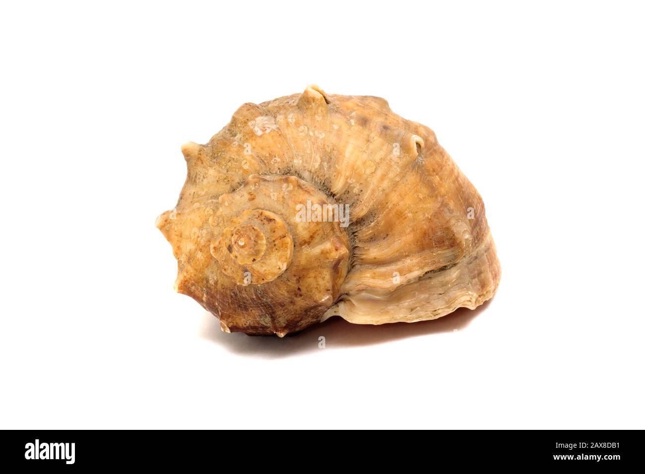 Red seashell on white background Stock Photo - Alamy