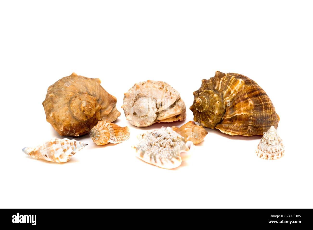 Different seashells on white background Stock Photo - Alamy