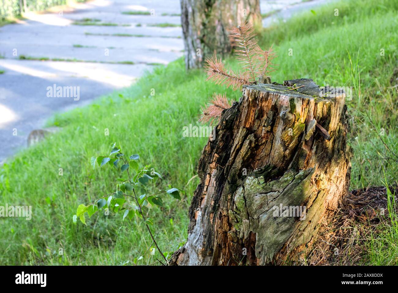 Old rotten tree stump with moss Stock Photo - Alamy