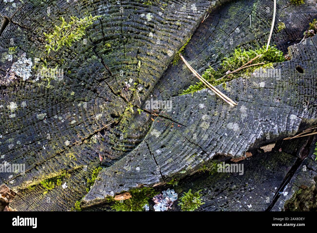 The core of a tree close up Stock Photo - Alamy