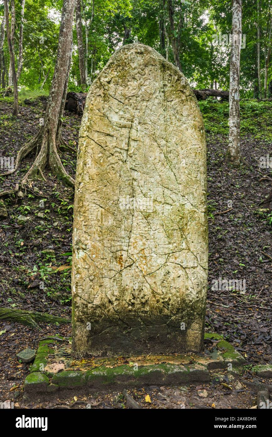 Stela in rainforest at Caracol, Mayan ruins, Chiquibul Plateau, Cayo ...