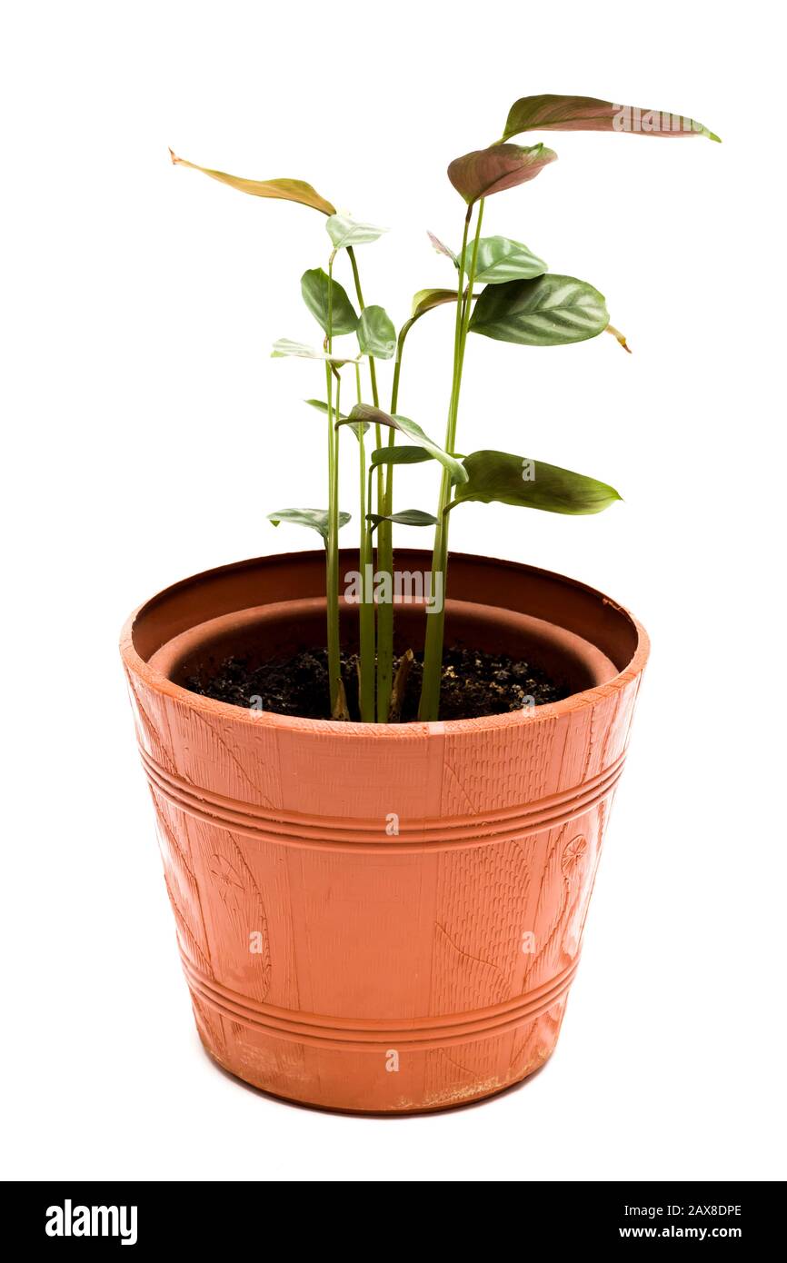Homemade plant in a brown pot Stock Photo - Alamy