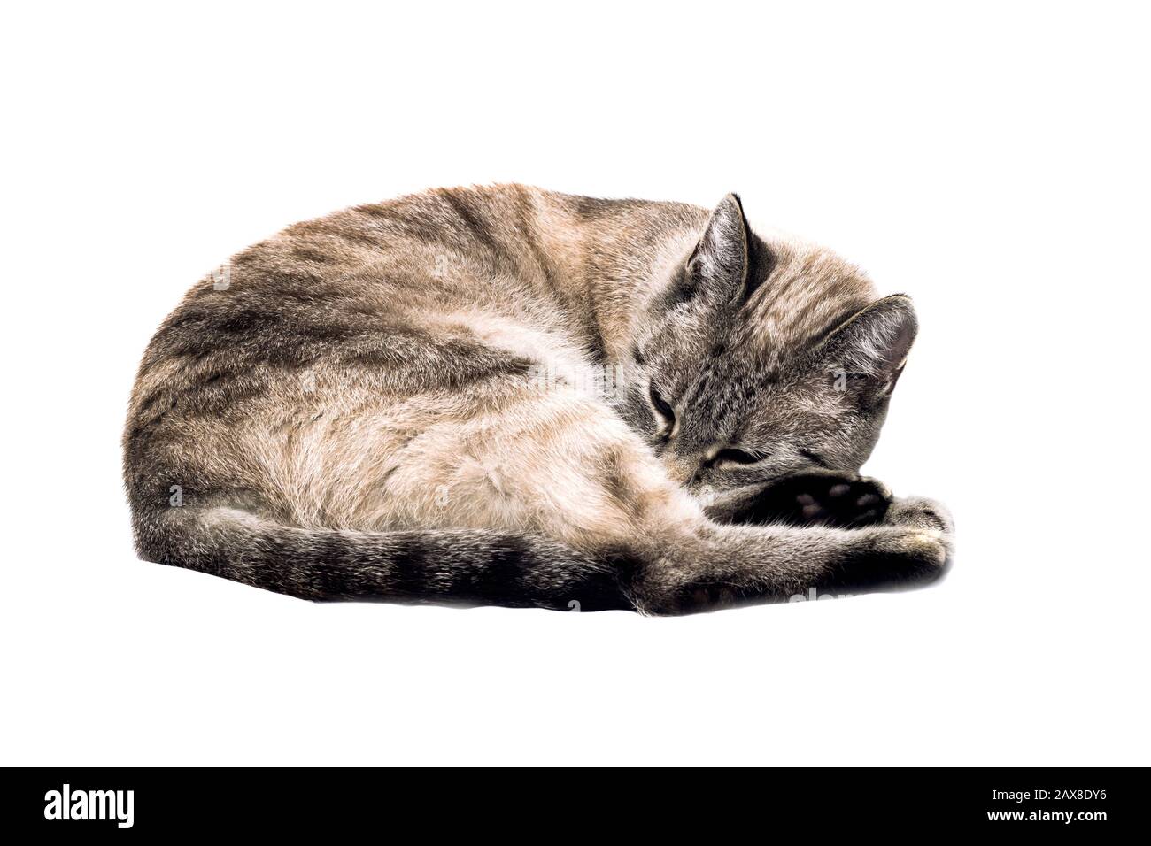 Gray cat sleeping on a white background Stock Photo - Alamy