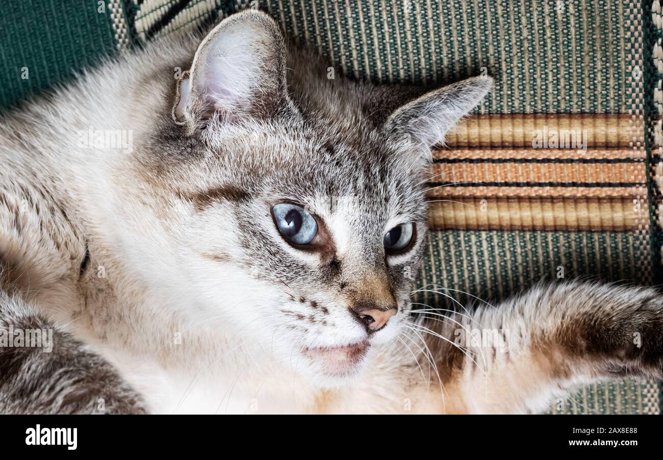 White cat with black legs paws on the sofa Stock Photo - Alamy