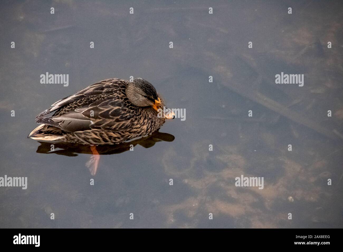 Brown duck swimming in the water, view from above Stock Photo - Alamy
