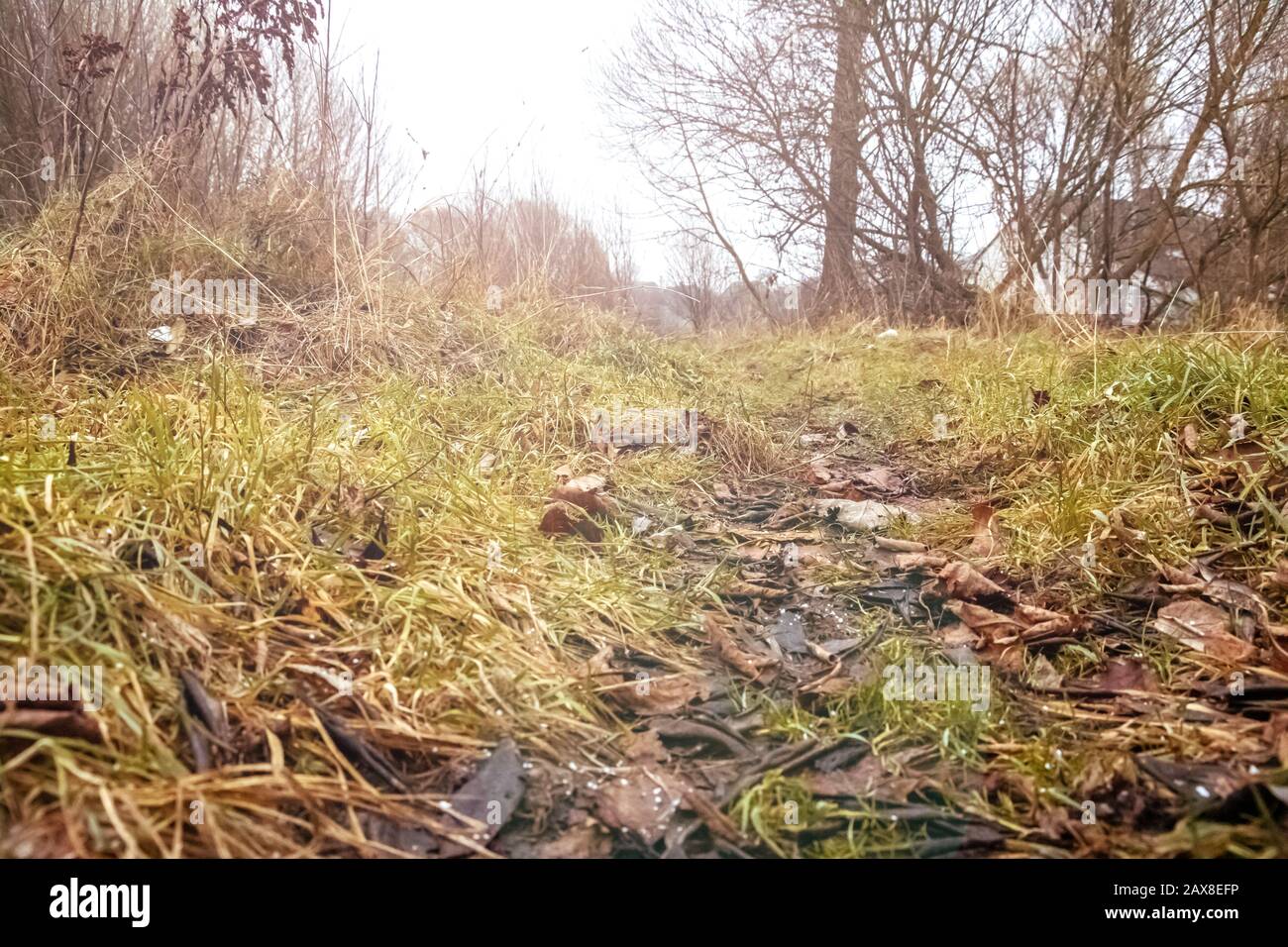 Path with yellow leaves, grass and bushes Stock Photo - Alamy