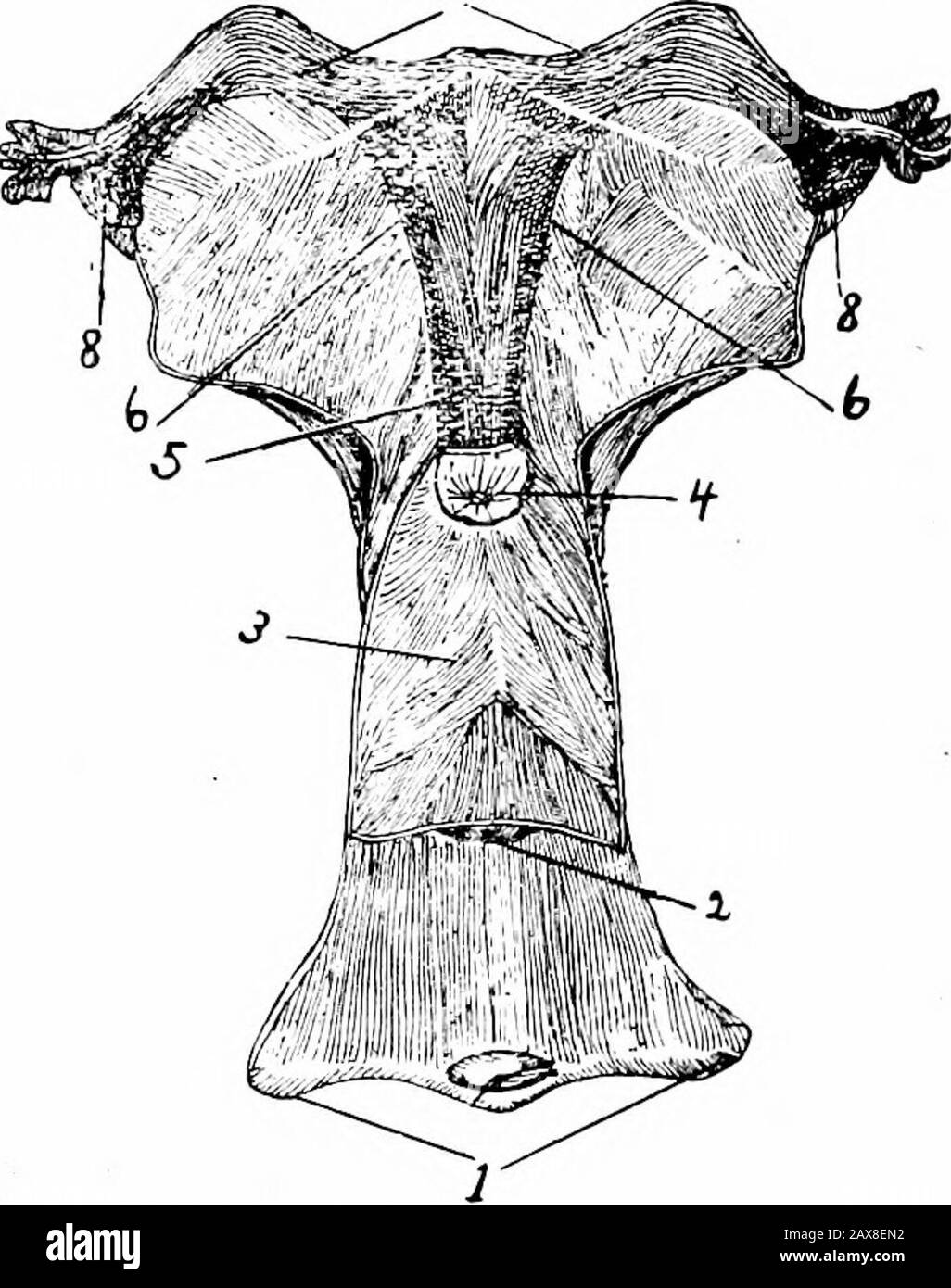 Cartilage rings hi-res stock photography and images - Alamy