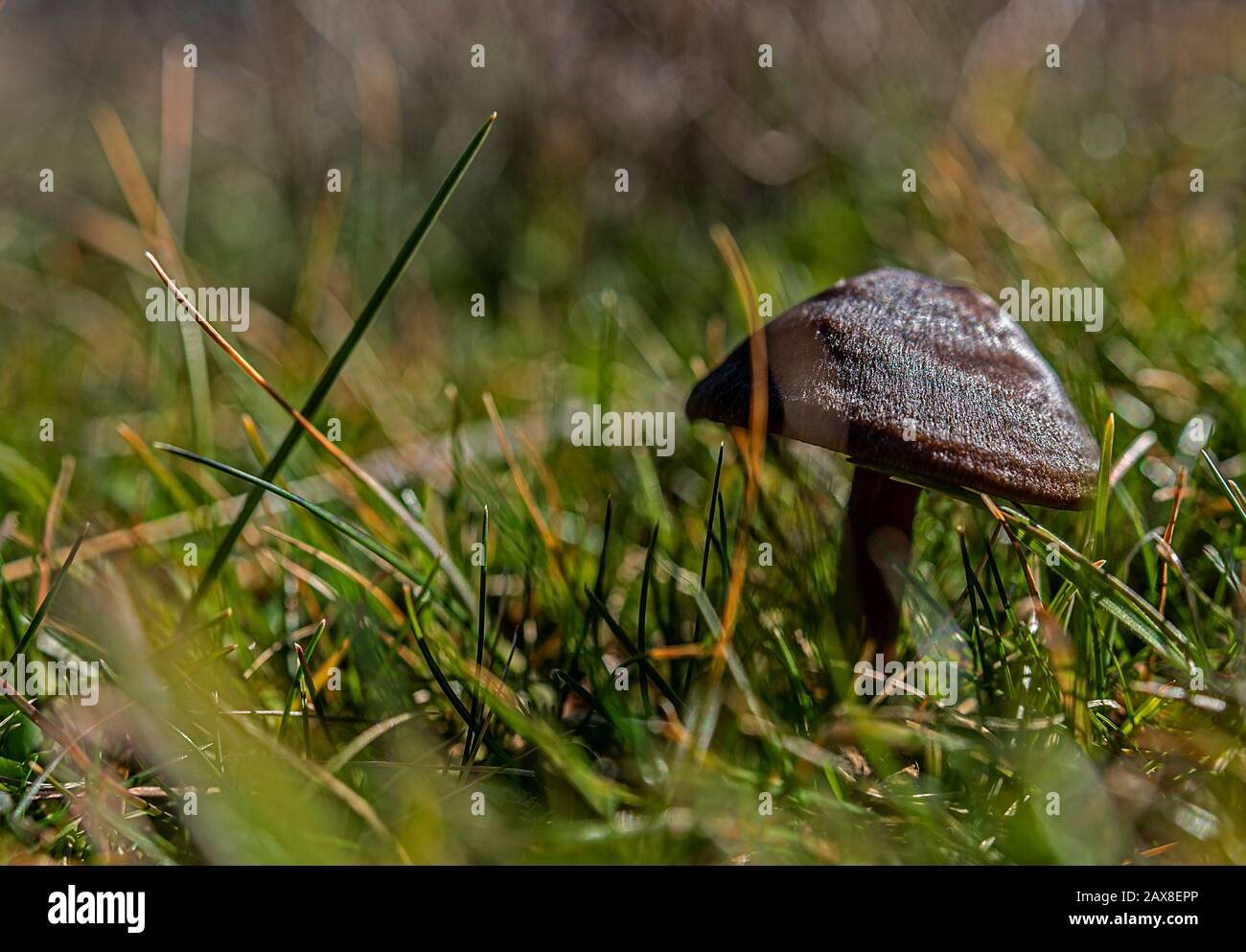 Ruffle mushroom hi-res stock photography and images - Alamy