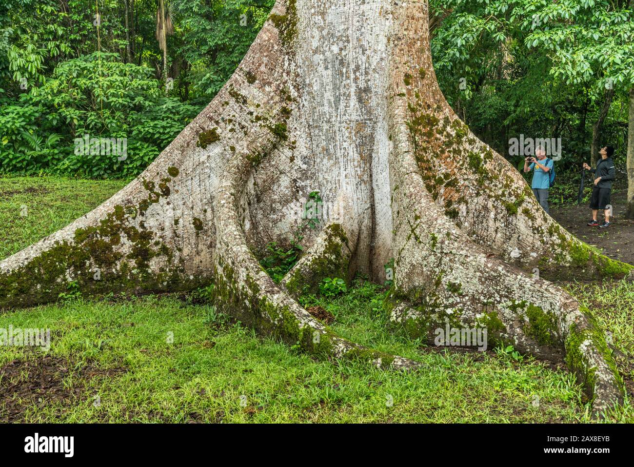 Tourists at base of ceiba tree, Ceiba Pentandra, at Caracol, Maya ruins ...