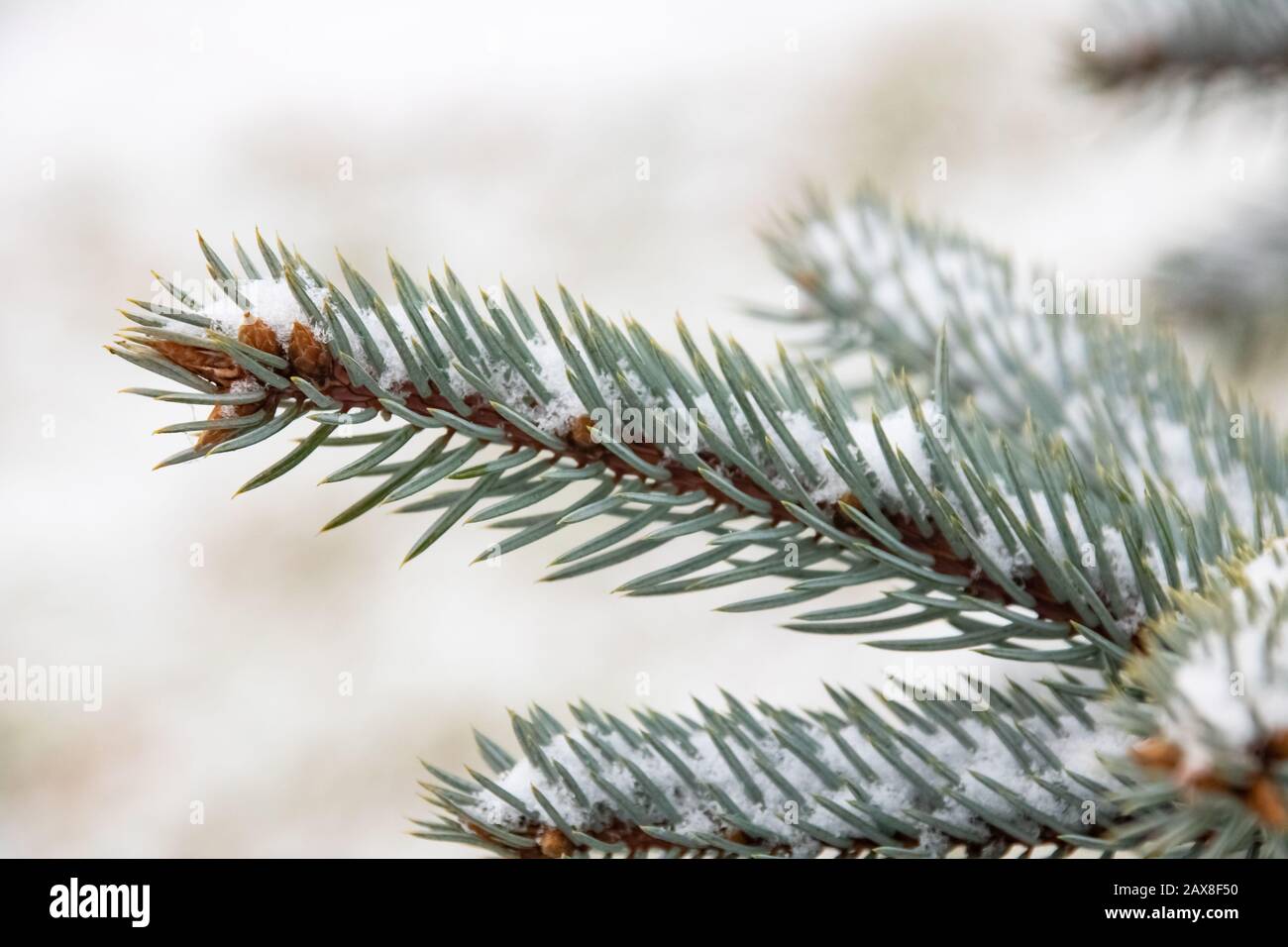 Snow on the branches of blue spruce Stock Photo - Alamy