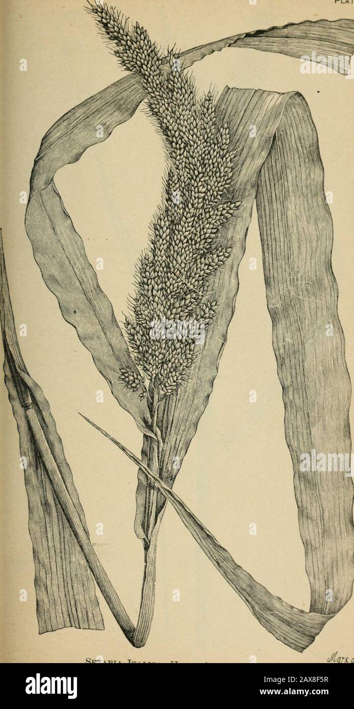 The agricultural grasses and forage plants of the United States; and ...