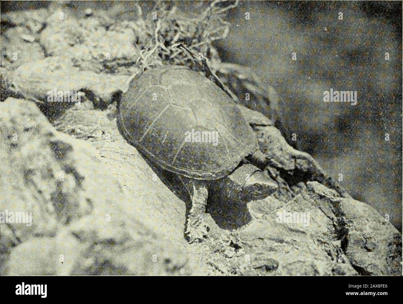 Zoological Bulletin of the Division of Zoology of the Pennsylvania ...