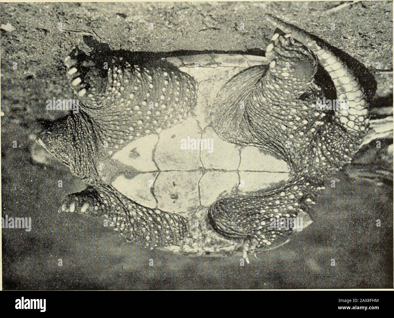 Zoological Bulletin of the Division of Zoology of the Pennsylvania ...