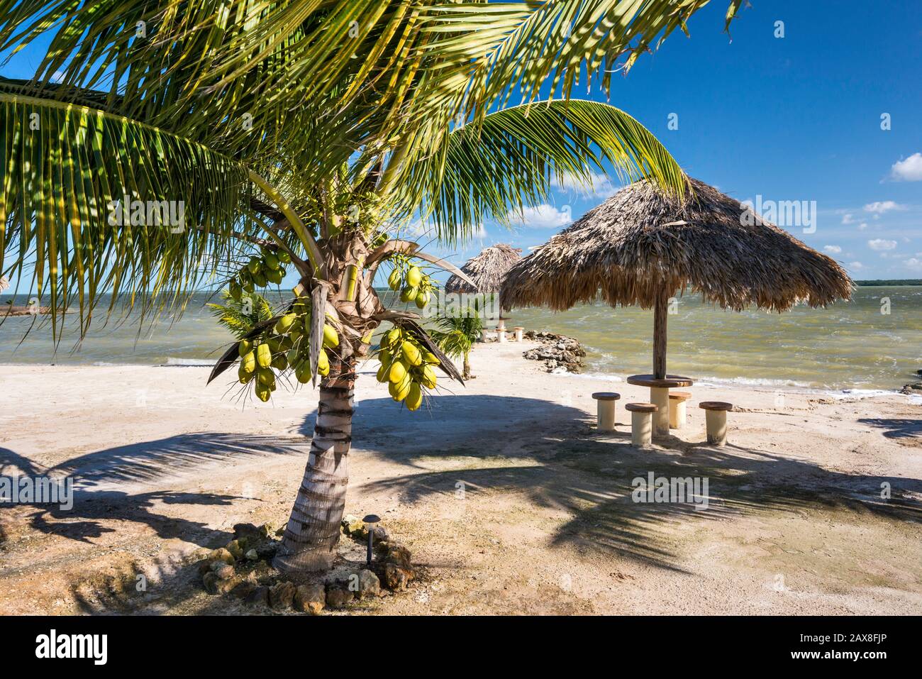 Palapas, palm trees on beach, Chetumal Bay, at Cerros Sands Resort ...