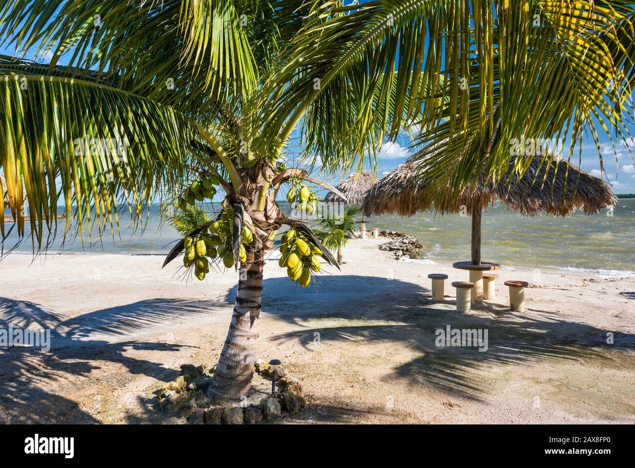 Palapas, palm trees on beach, Chetumal Bay, at Cerros Sands Resort ...