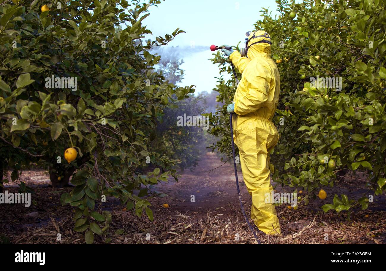 Weed insecticide fumigation. Organic ecological agriculture. Spray ...