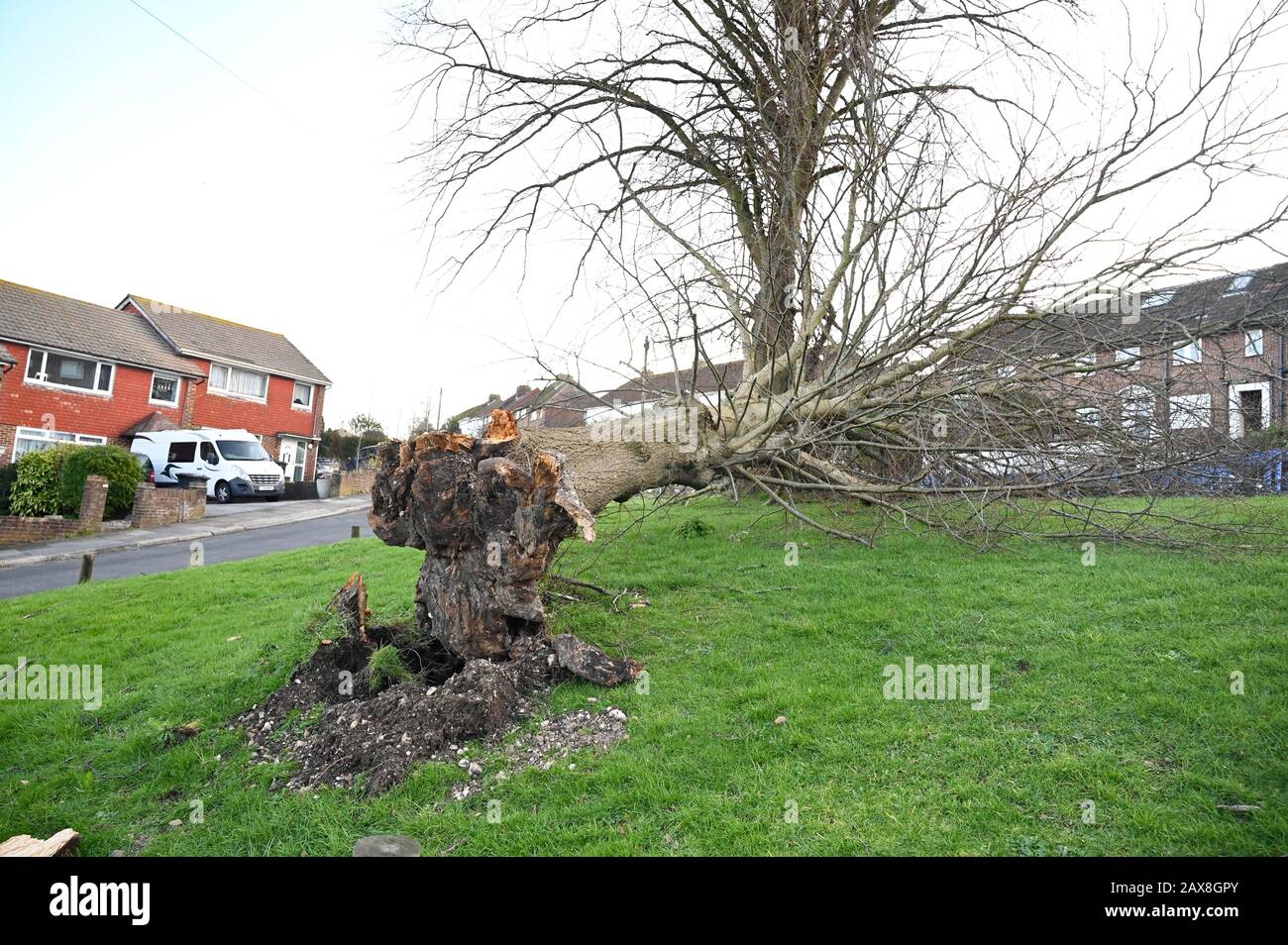 Uprooted tree storm hi-res stock photography and images - Alamy