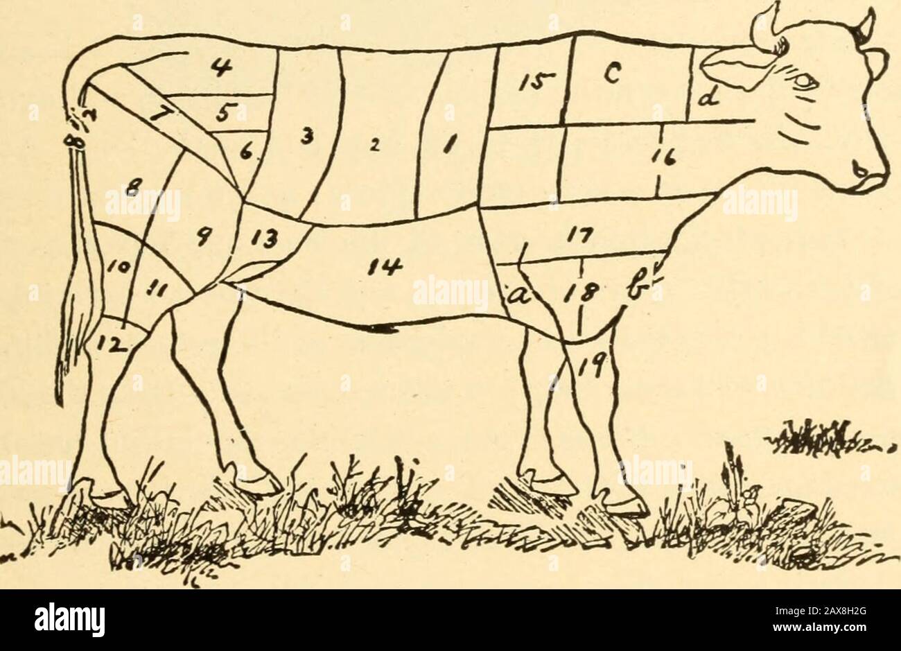 A course in household arts . Fig. I. Beef Cuts — Chicago Method ...