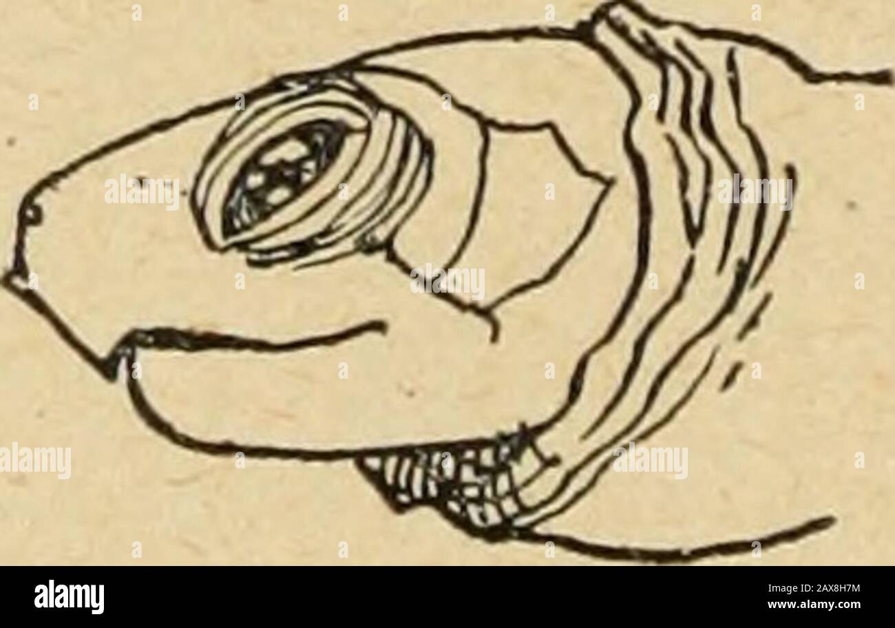 Catostomid High Resolution Stock Photography and Images - Alamy