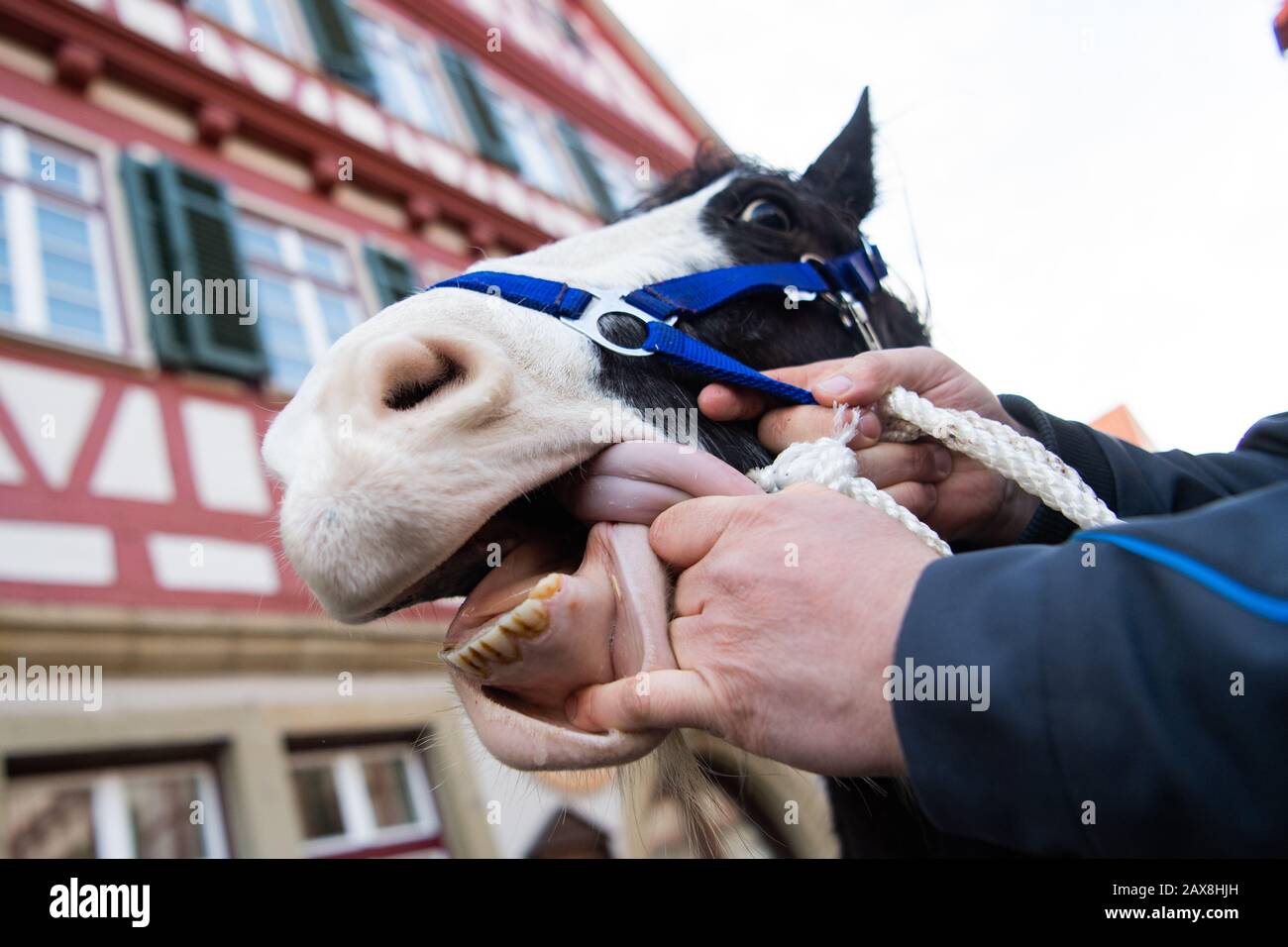 Leonberg, Germany. 11th Feb, 2020. A horse dealer shows the teeth of a ...