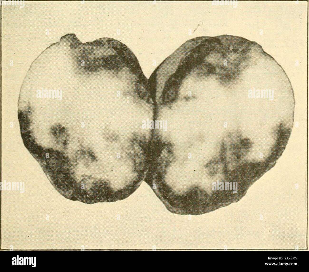 Potato tuber late blight hi-res stock photography and images - Alamy