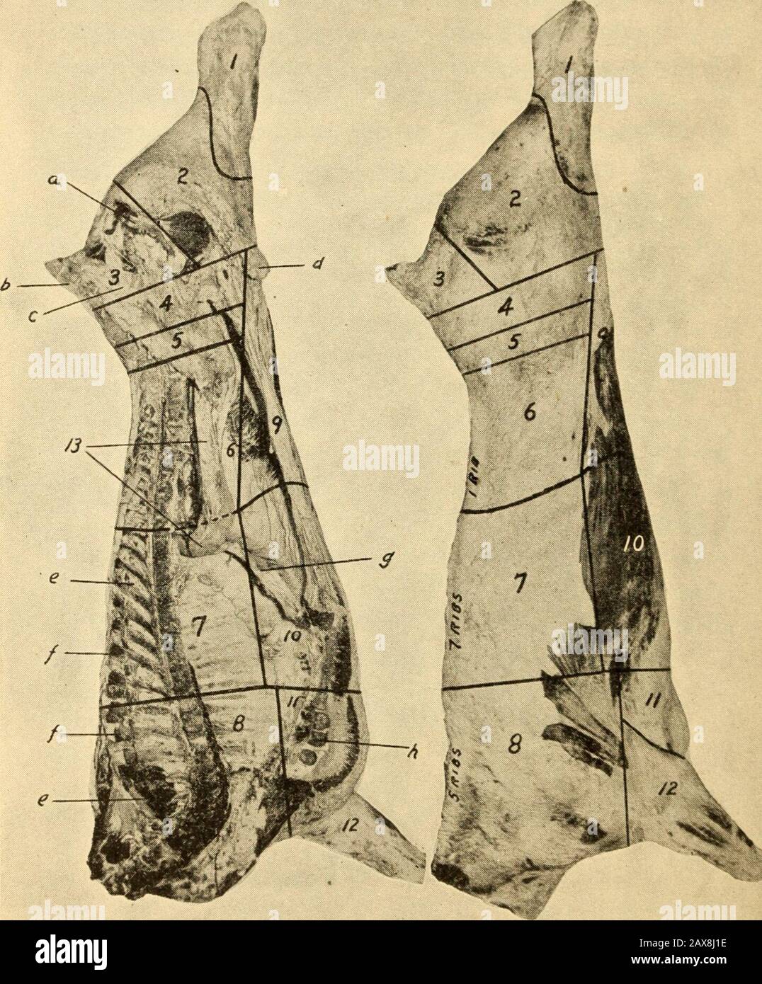 Clod Beef High Resolution Stock Photography and Images - Alamy