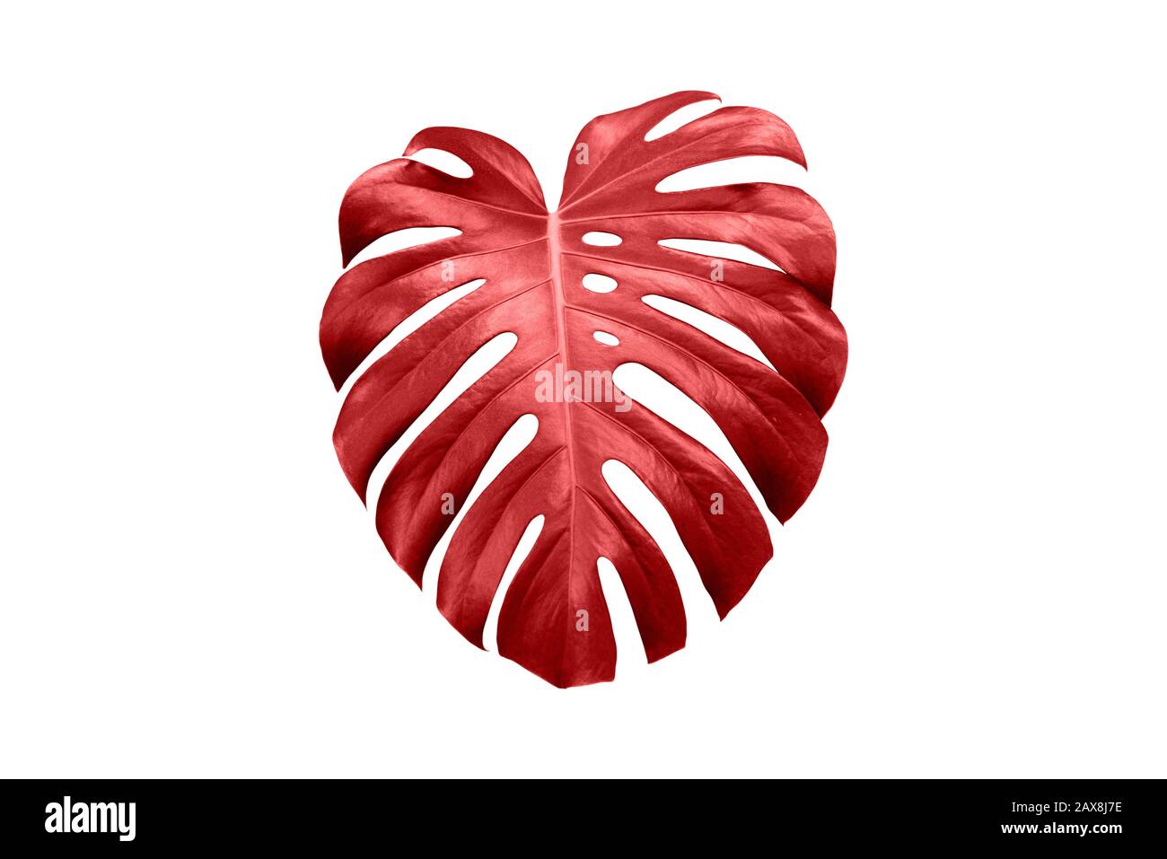 Red Monstera leaf on a white background. Floral background, exotic ...