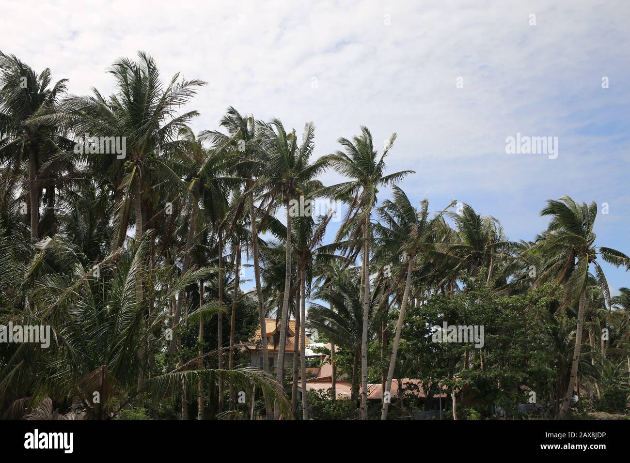 Palm Trees in the Philippines Stock Photo - Alamy
