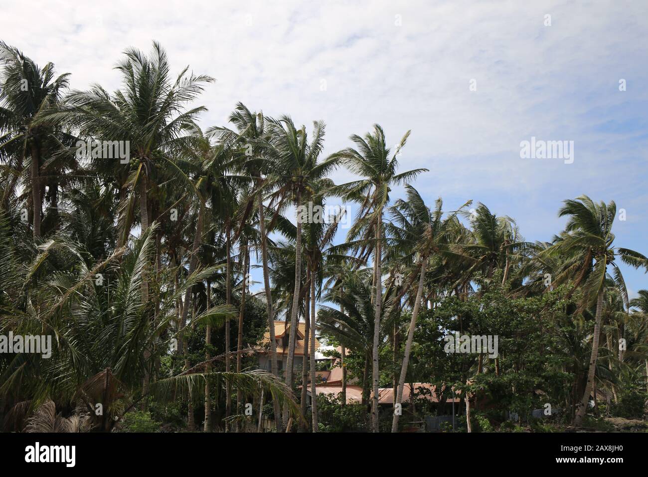 Palm Trees in the Philippines Stock Photo - Alamy