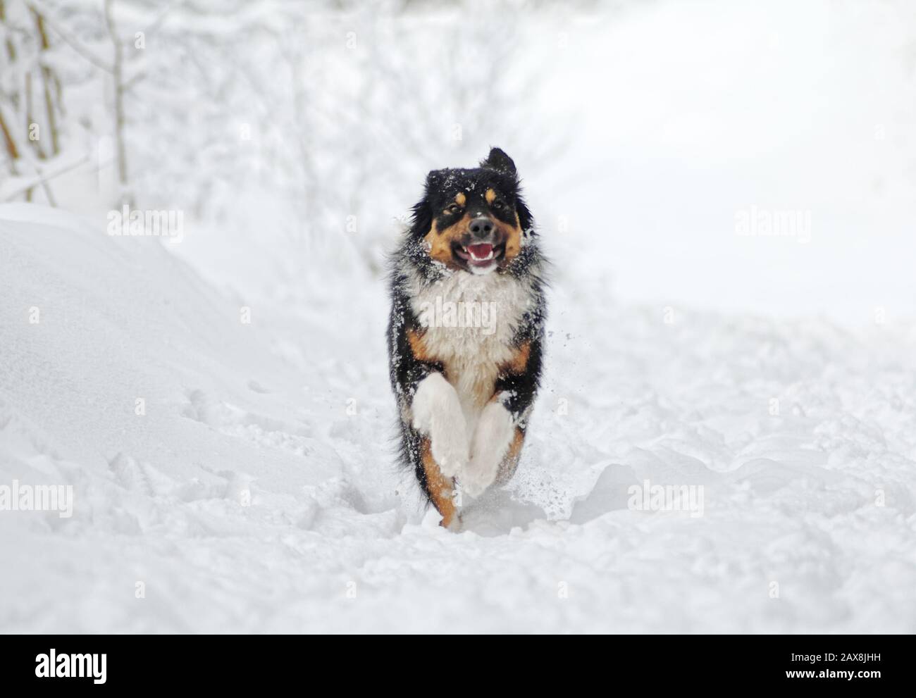 Running dog in winter hi-res stock photography and images - Alamy