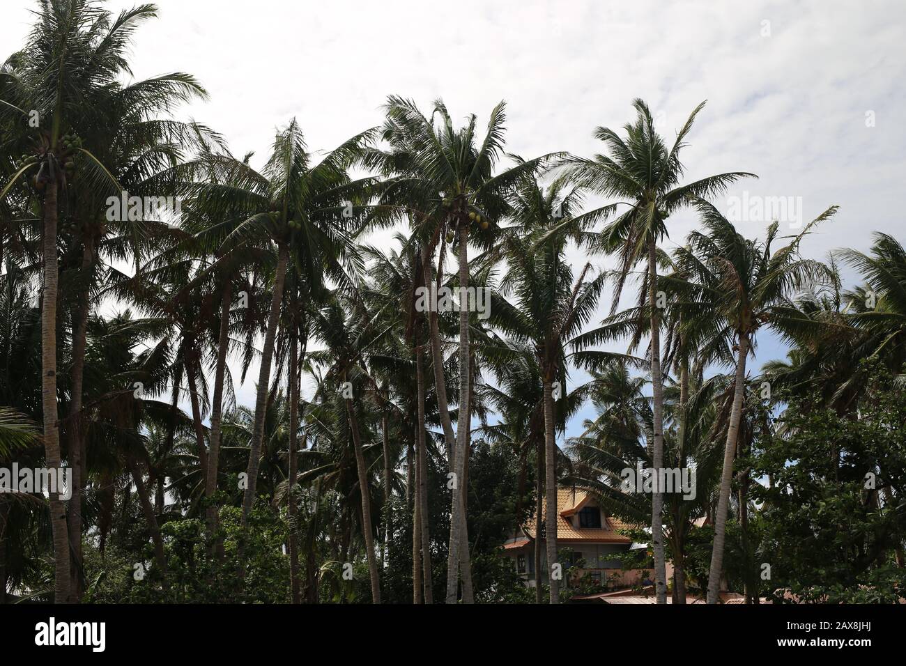 Palm Trees in the Philippines Stock Photo - Alamy