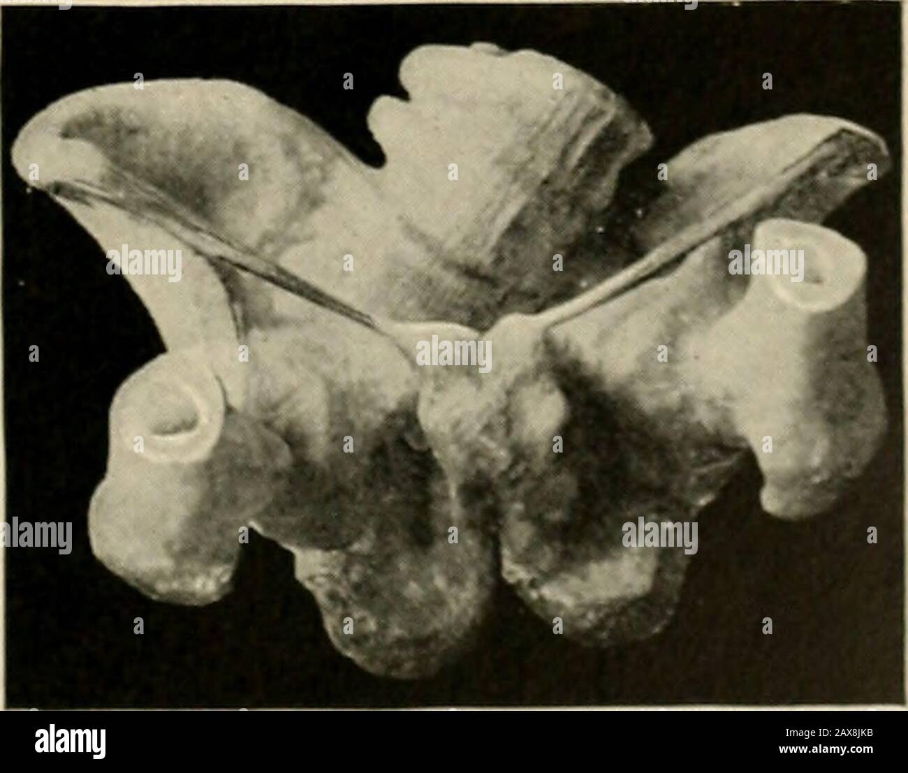 The American text-book of obstetrics for practitioners and students . l ...