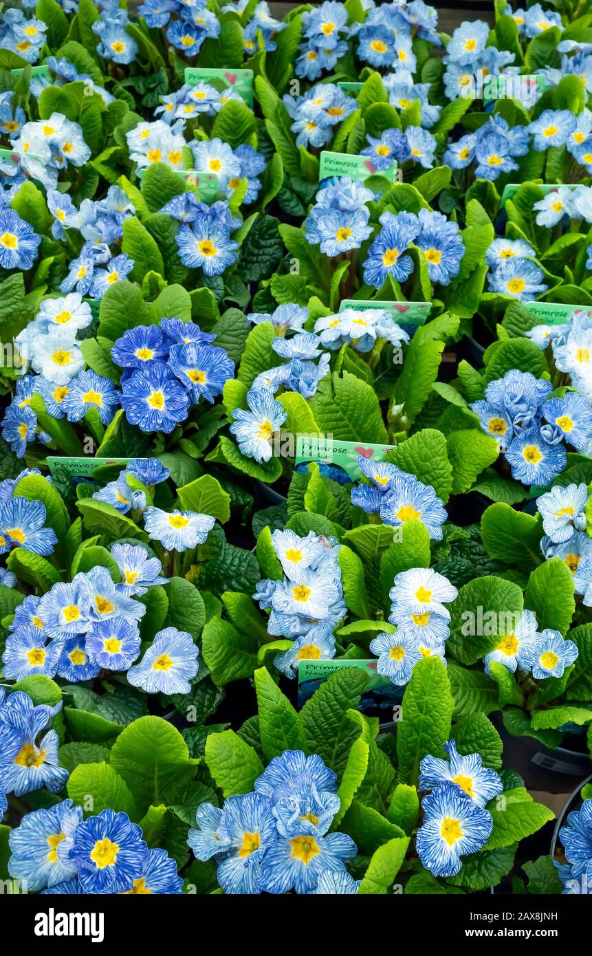 Blue Primrose plants variety Nautius in a garden centre for sale ready ...