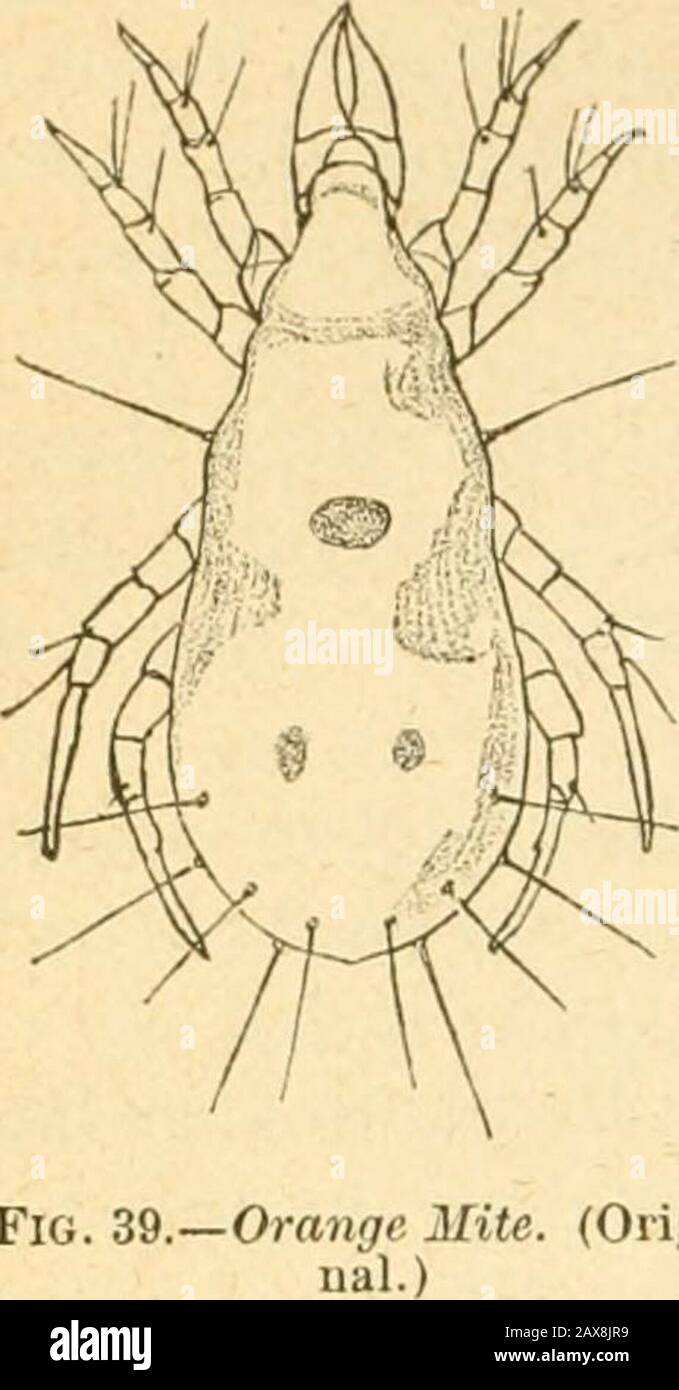 Predatory mite hi-res stock photography and images - Alamy