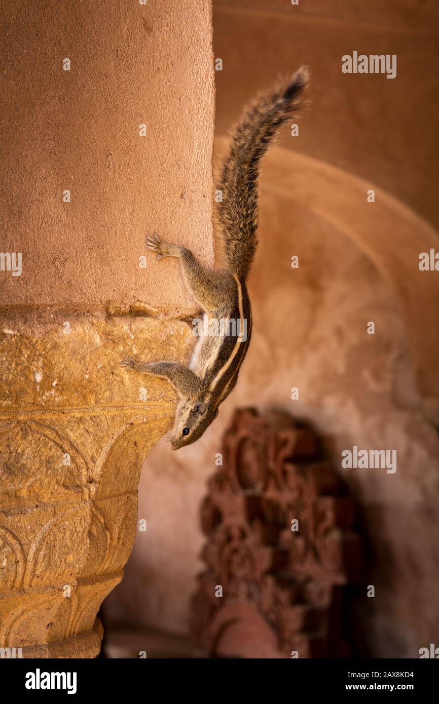 India, Rajasthan, Abhaneri, northern palm squirrel (Indian five striped ...
