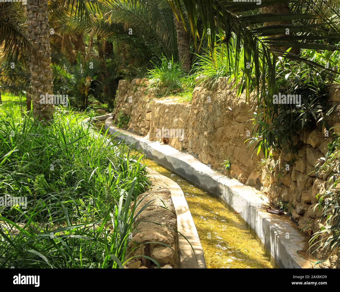 Oasis Wadi Bani Khalid with channel and palm trees in Oman Stock Photo ...