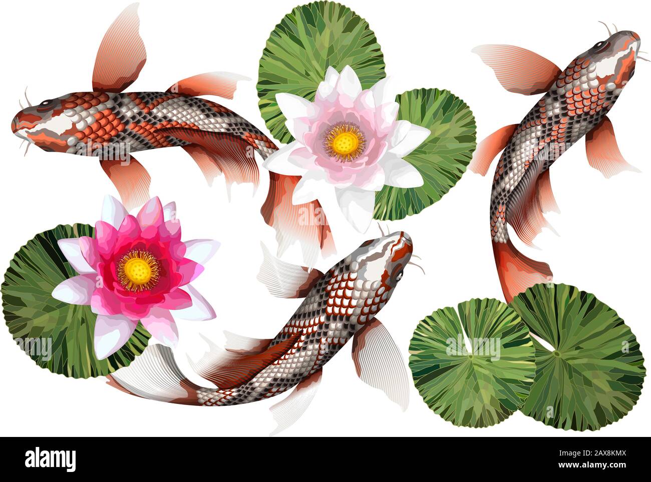 Koi carps, traditional colorful japanese fish detailed vector ...