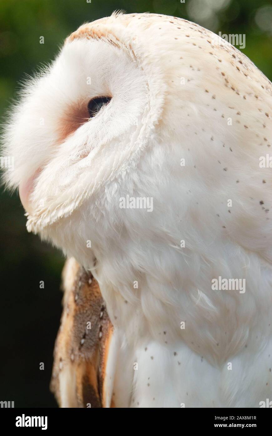 Common Barn Owl White owl stands facing side on to camera Stock Photo ...