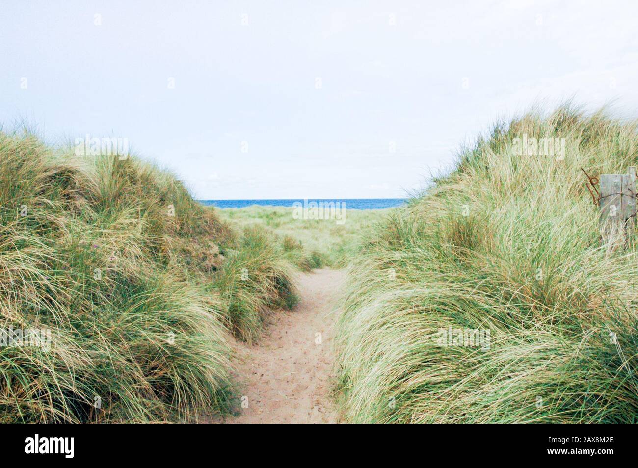 Footpath through sand dunes at the beach with long grass and no people ...