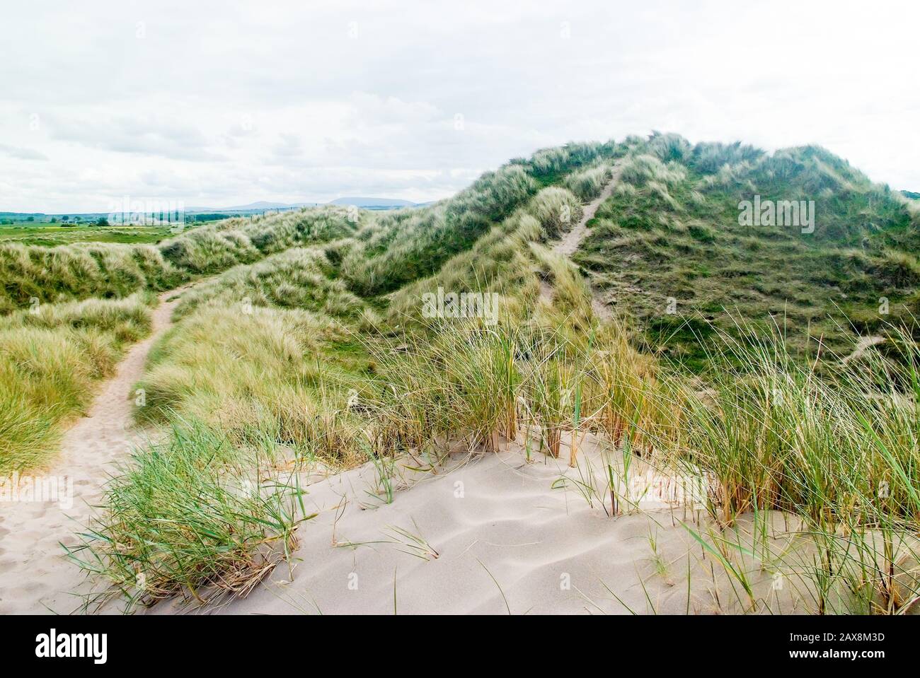 Footpath through sand dunes at the beach with long grass and no people ...