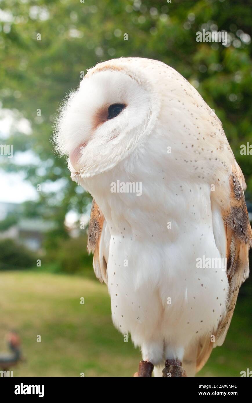 Common Barn Owl White owl stands facing side on to camera Stock Photo ...