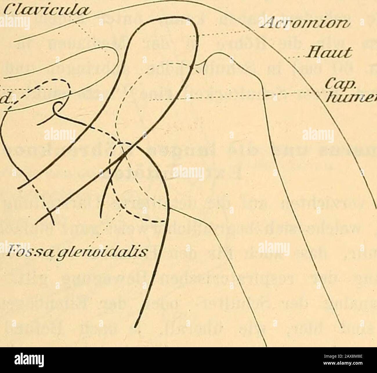 Sagittalebene hi-res stock photography and images - Alamy