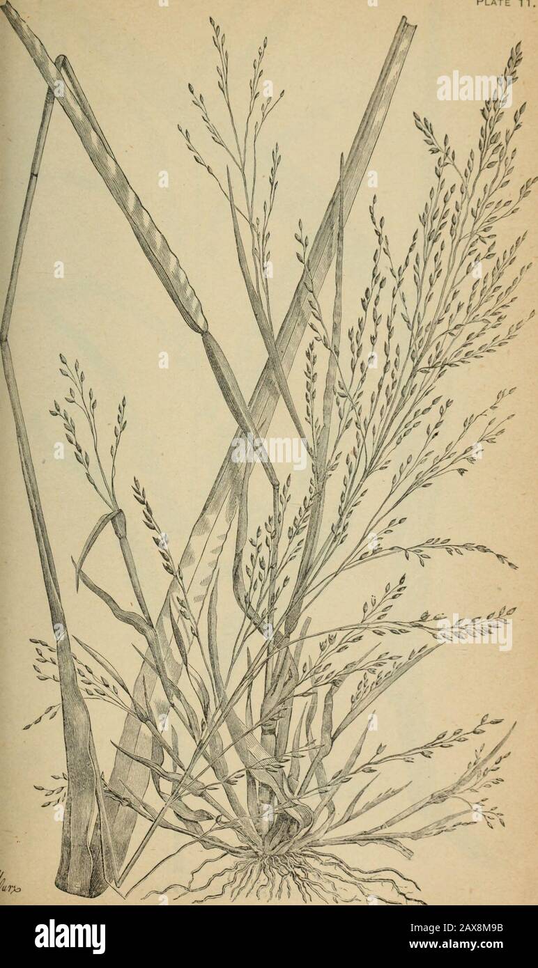 The agricultural grasses and forage plants of the United States; and ...