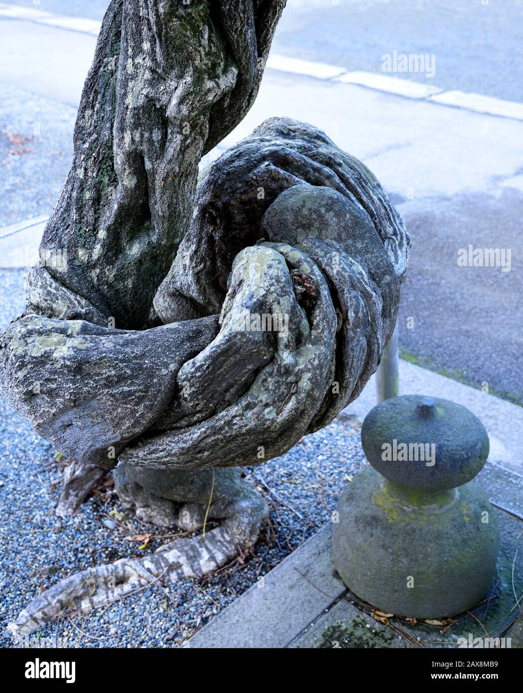 Strange gnarled tree hi-res stock photography and images - Alamy